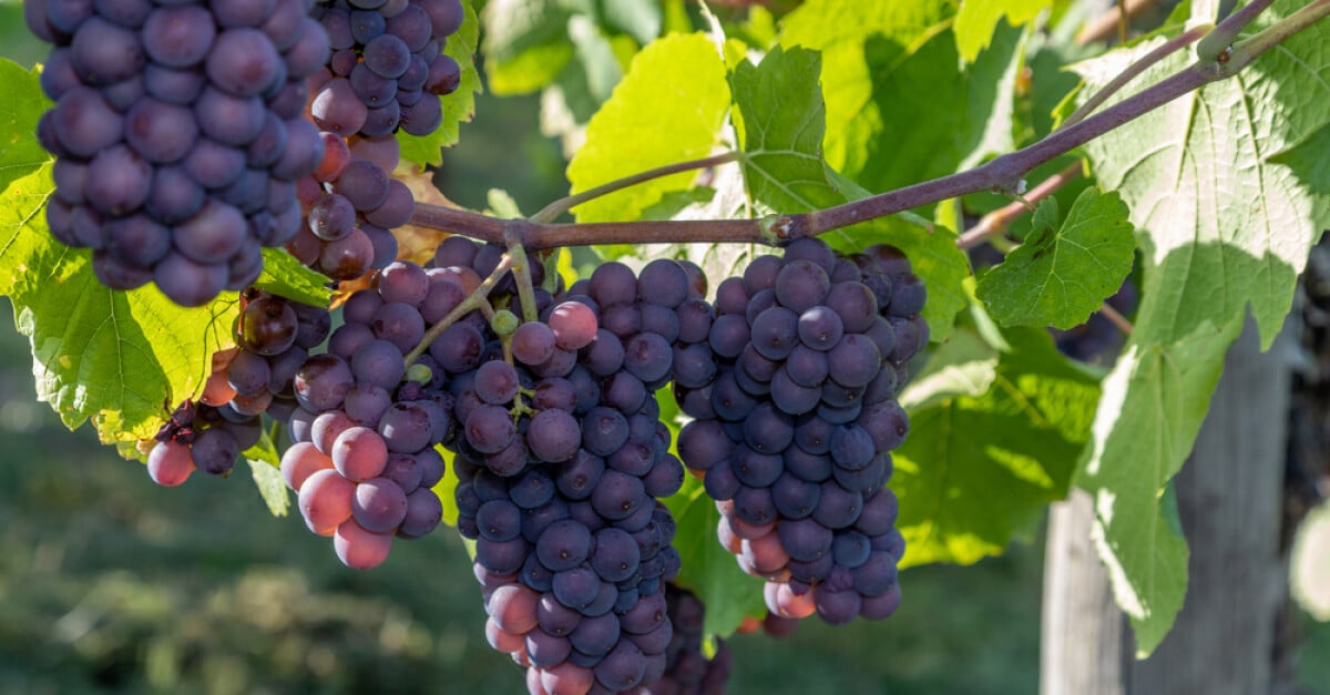 Interesting facts about Pinot Gris | WineTourism.com