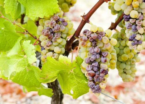 Blogs | Winetourism.com