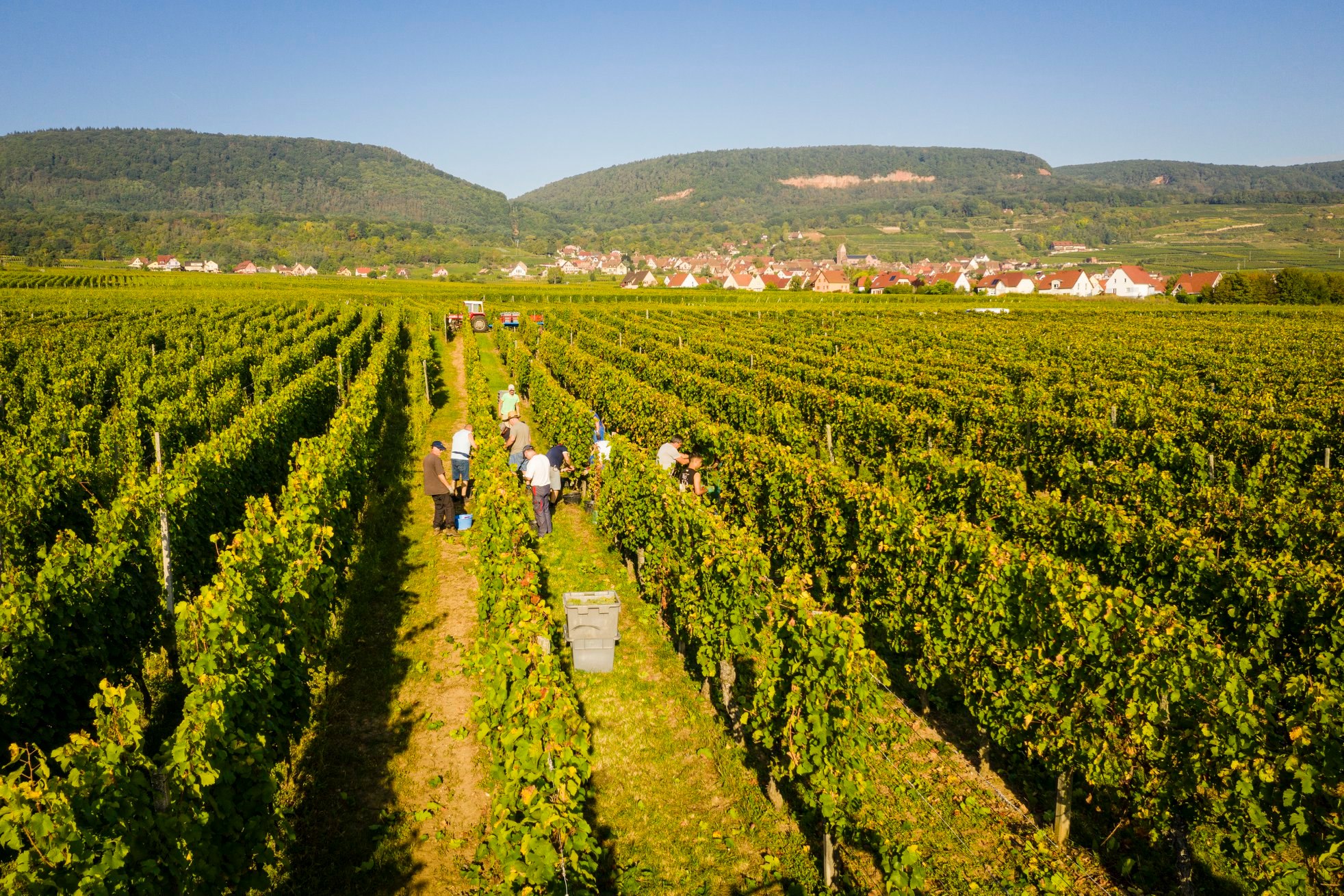 Weck Clément et Fils - Winery in Alsace | Winetourism.com