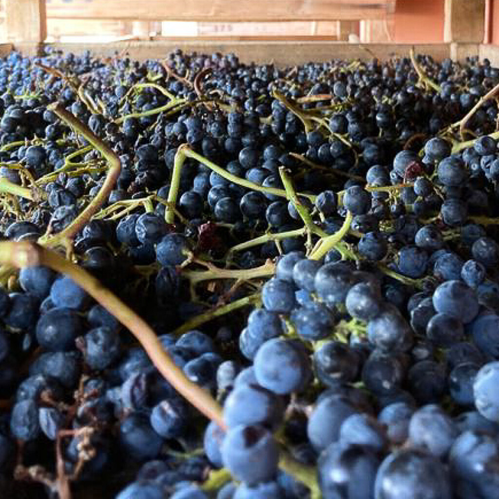 Interesting facts about Sangiovese | WineTourism.com