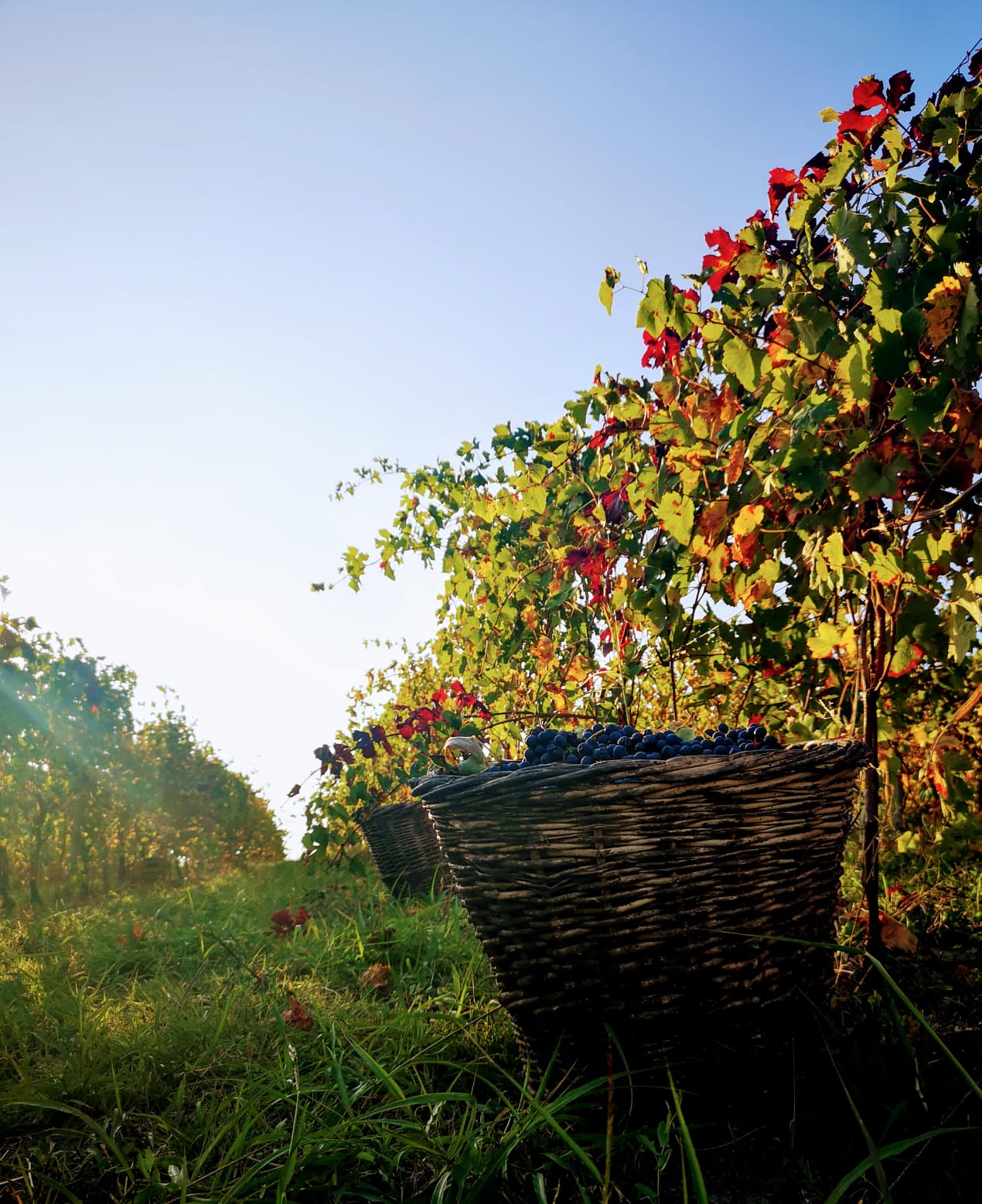 Asotom wines - Winery in Piedmont | Winetourism.com