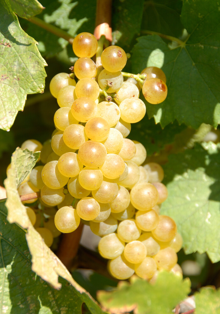 Ultimate Guide to White Wines | Winetourism.com
