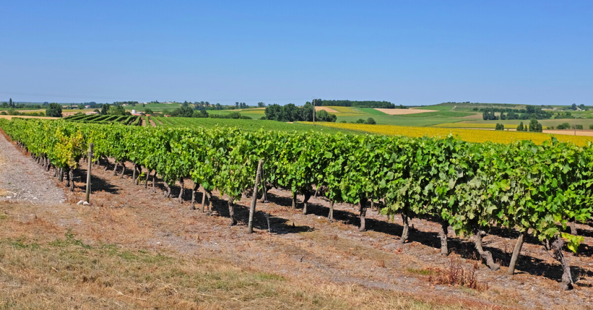 Charente-Maritime Wines 2026 | Cognac's Finest | WineTourism.com