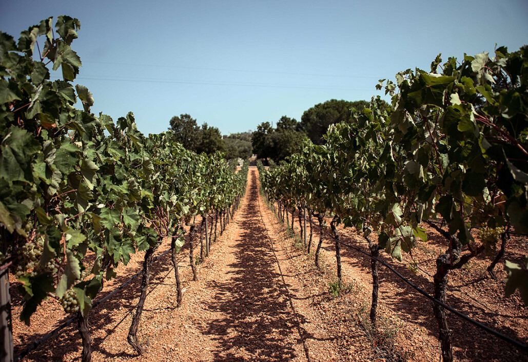 Your 2023 guide to Puglia wine region | Winetourism.com