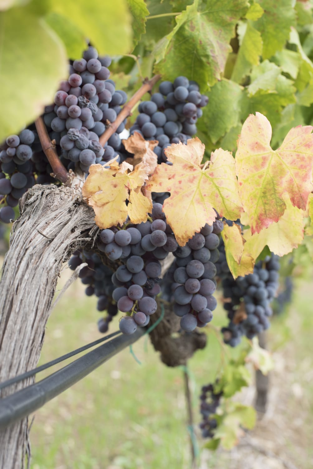 Vigna nica - Winery in Sicily | Winetourism.com
