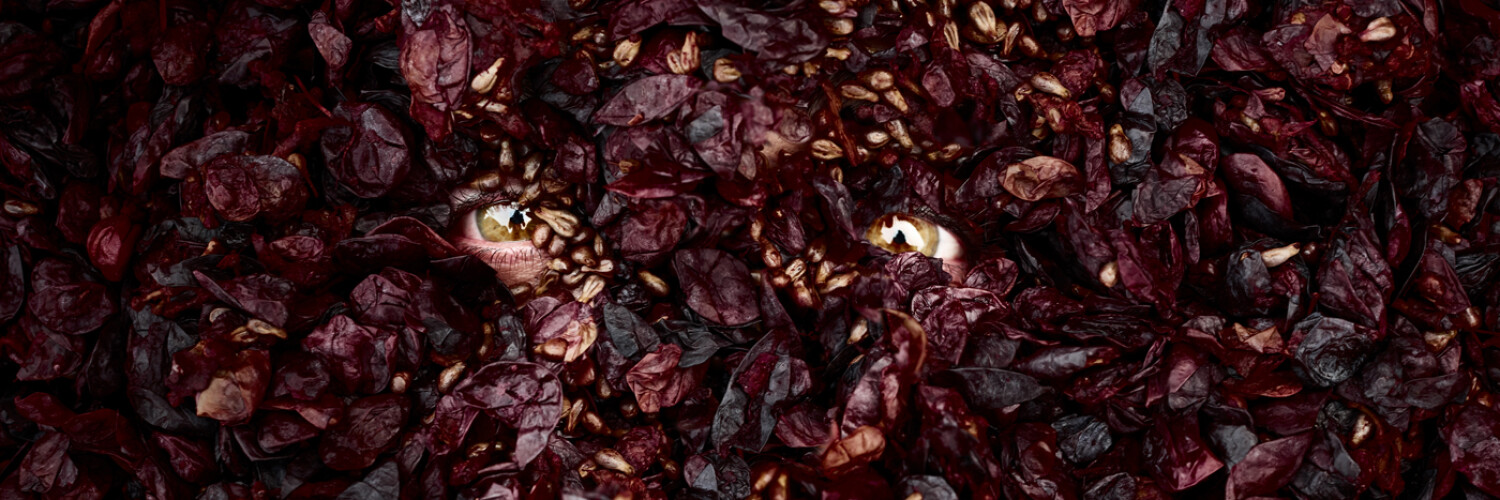 Asotom wines - Winery in Piedmont | Winetourism.com