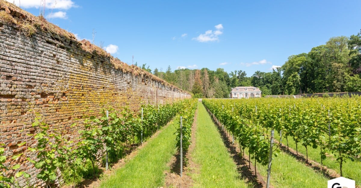 Wijndomein Gloire de Duras - Winery in Wallonia | Winetourism.com