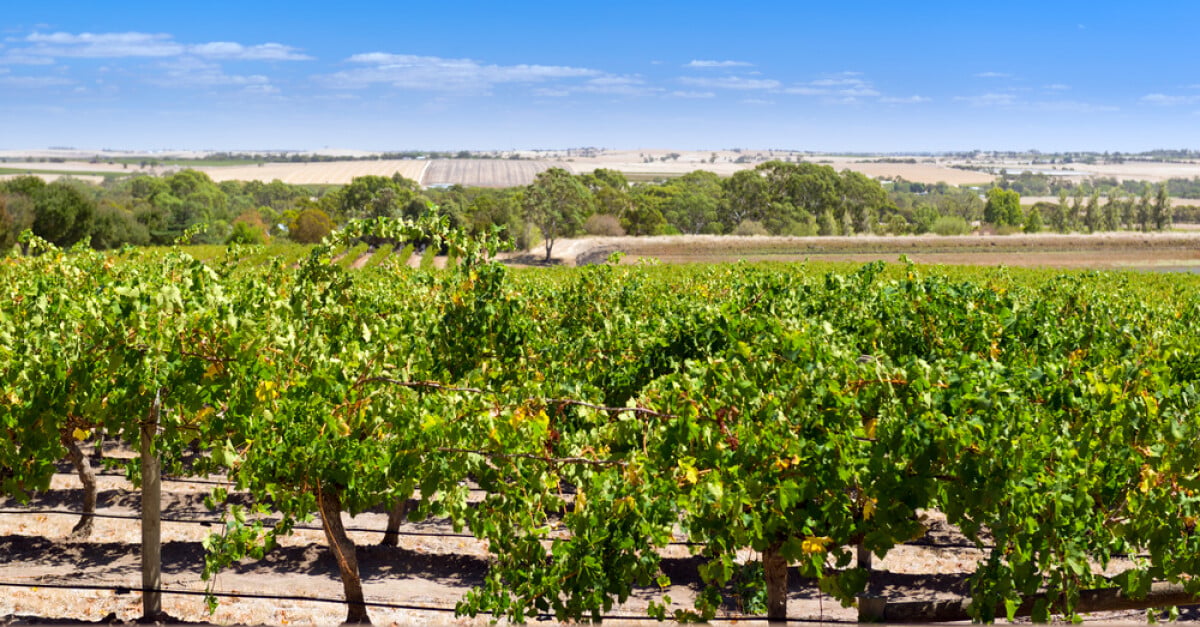 Barossa Valley Wine Region 2026 | WineTourism.com