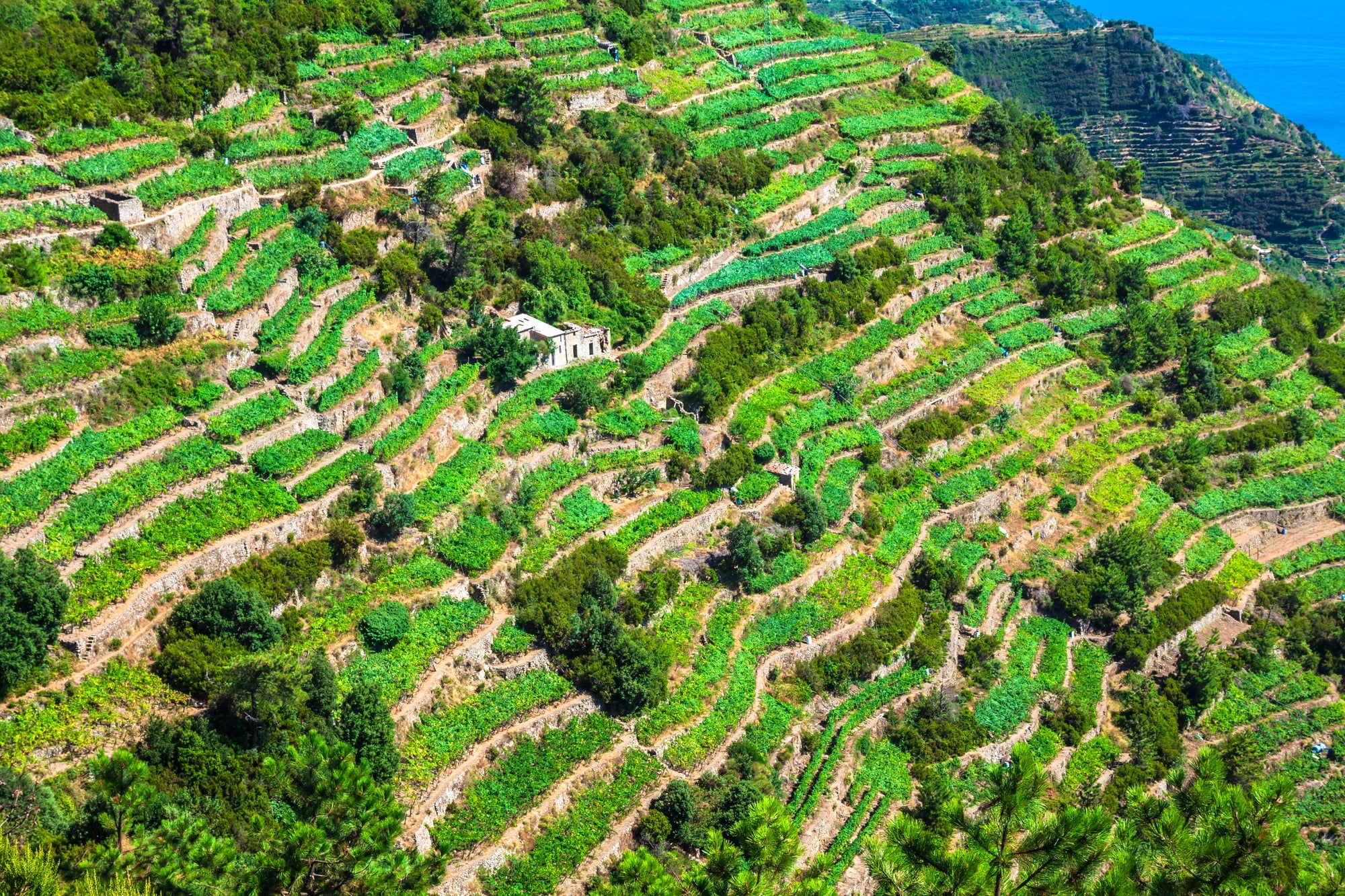 Liguria Wine Region Guide | WineTourism.com