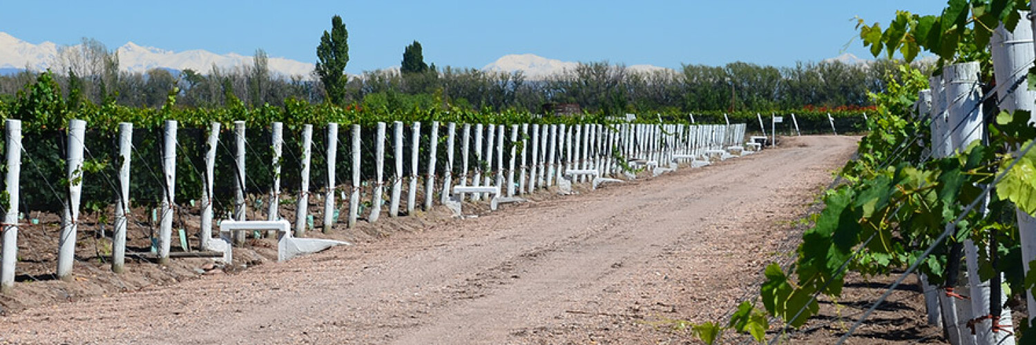 Bodega Iaccarini - Winery in Mendoza | Winetourism.com
