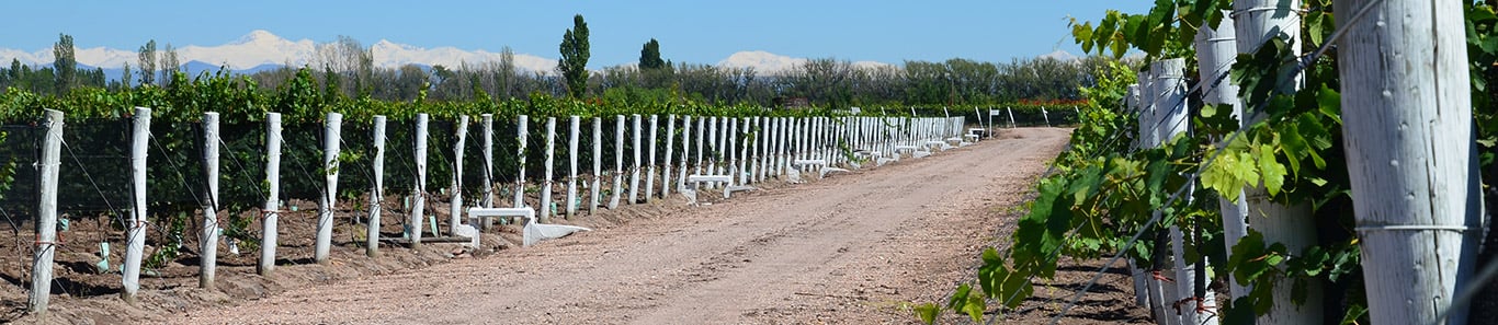 Traditional tasting at Bodega Laccarini in Mendoza | WineTourism.com