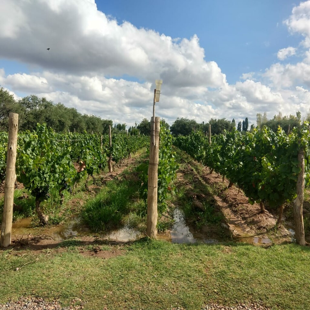Bodega Iaccarini - Winery in Mendoza | Winetourism.com