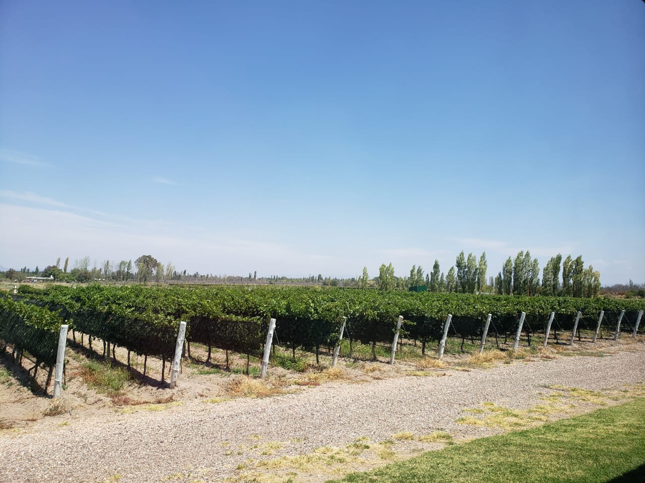 Traditional tasting at Bodega Laccarini in Mendoza | WineTourism.com