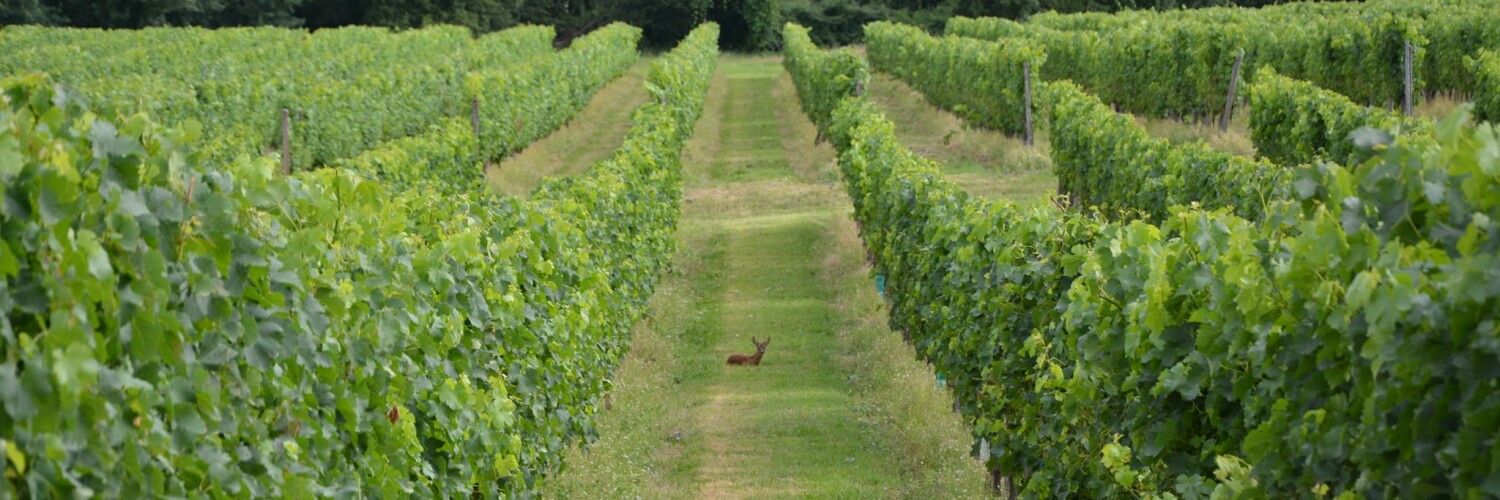 La Cave des Vignobles Pellé - Visiting and Wine Tasting at Vignobles ...
