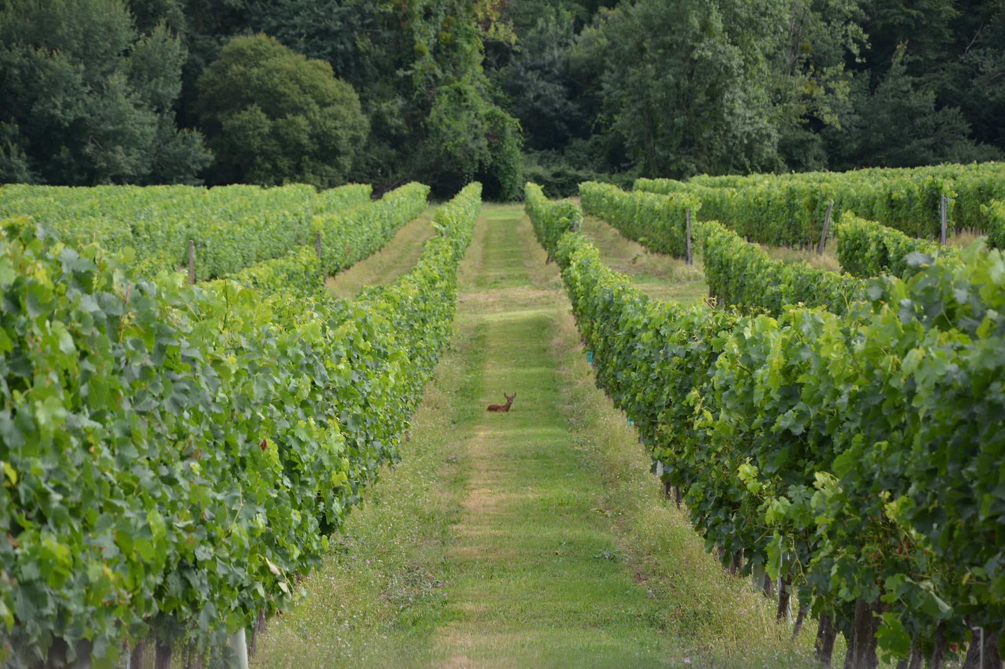 La Cave des Vignobles Pellé - Visiting and Wine Tasting at Vignobles ...