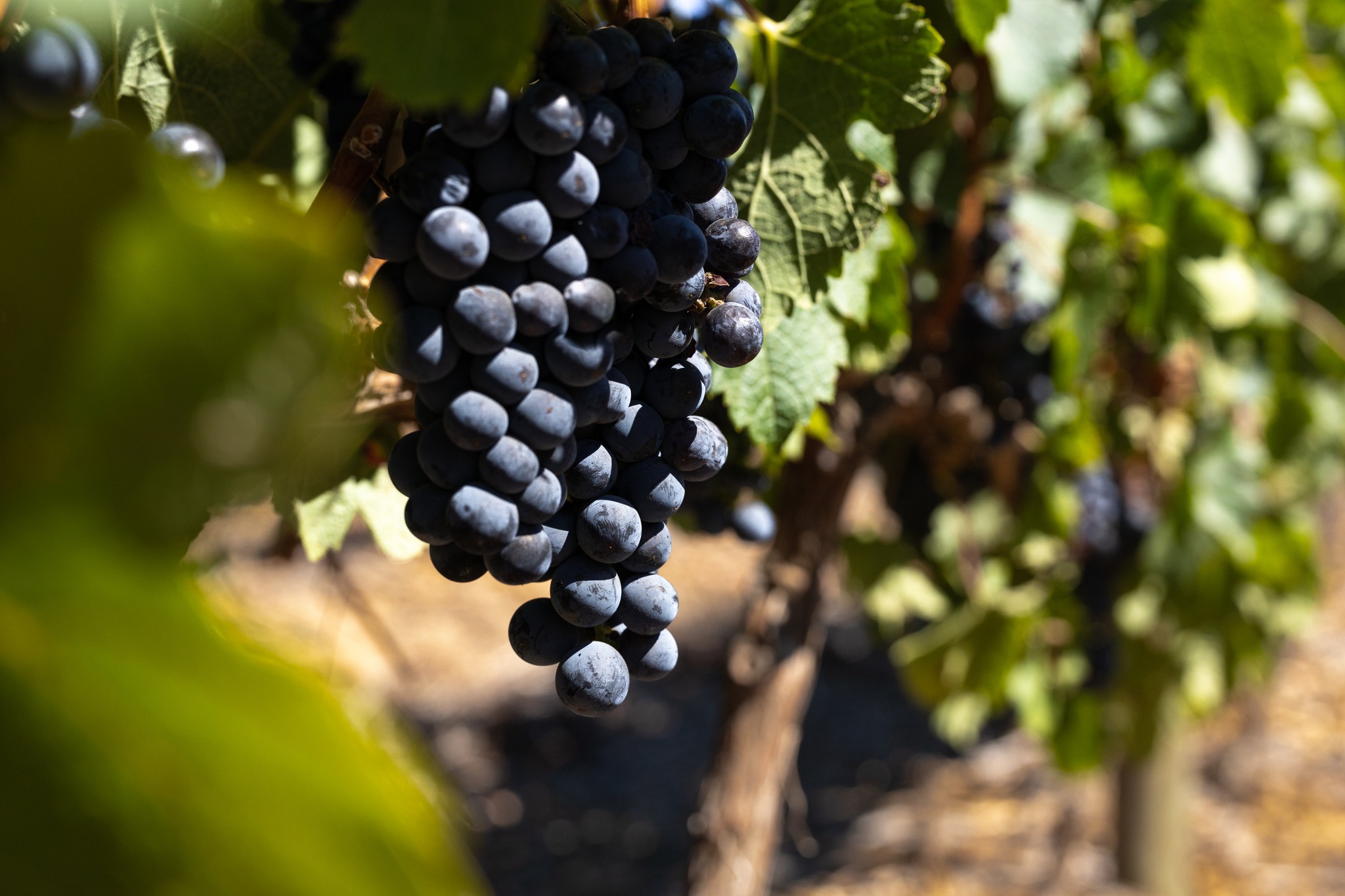 Meerendal Wine Estate - Visiting and Tasting in Coastal Region of South ...