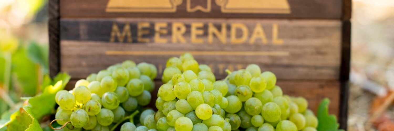 Meerendal Wine Estate - Visiting and Tasting in Coastal Region of South ...