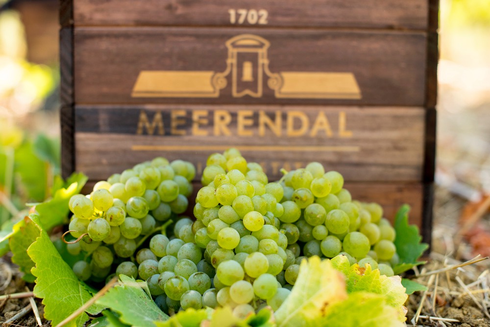 Meerendal Wine Estate - Visiting and Tasting in Coastal Region of South ...