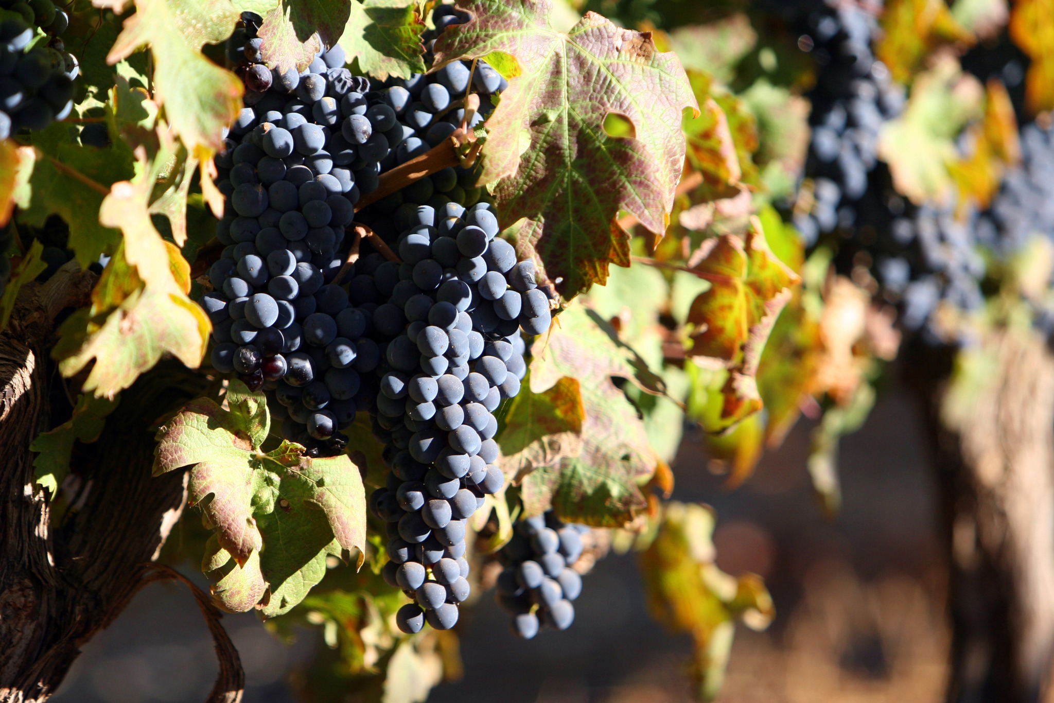 Signal Gun Wines - Wine Safari and Tasting in Coastal Region of South ...