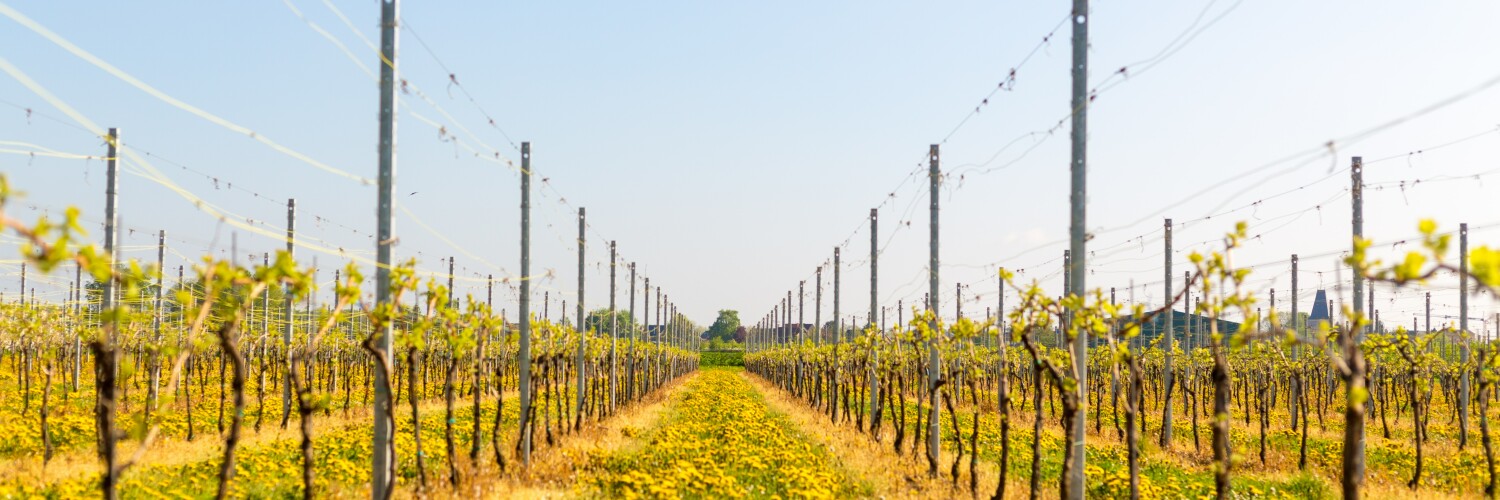 Wijndomein Gloire de Duras - Winery in Wallonia | Winetourism.com