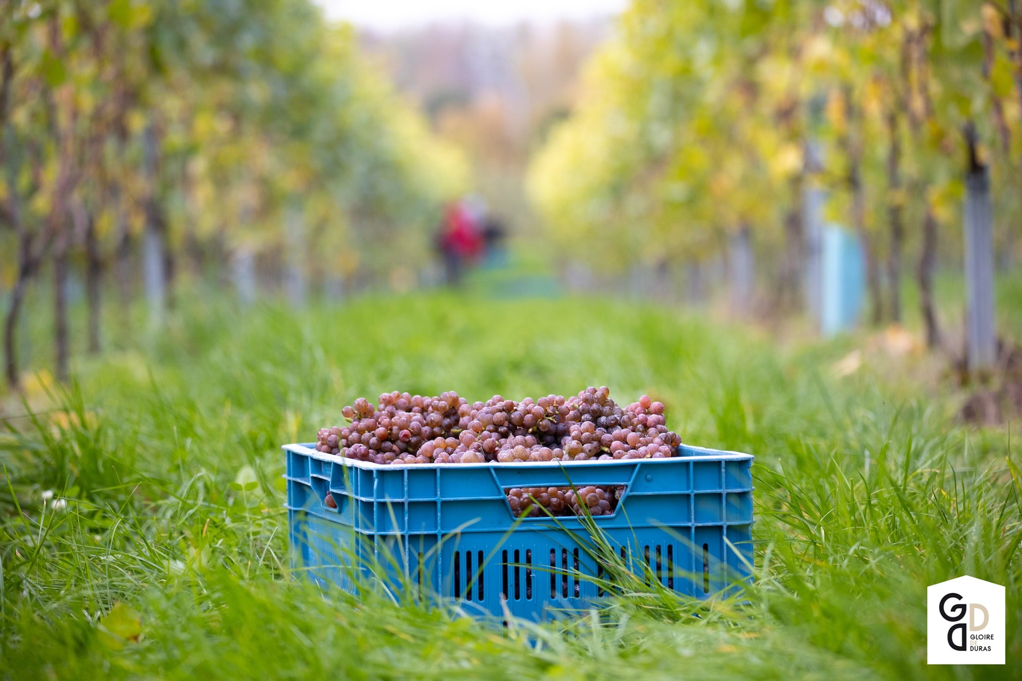 Winery Gloire de Duras - Wine Tasting and Tour at Winery Gloire de ...