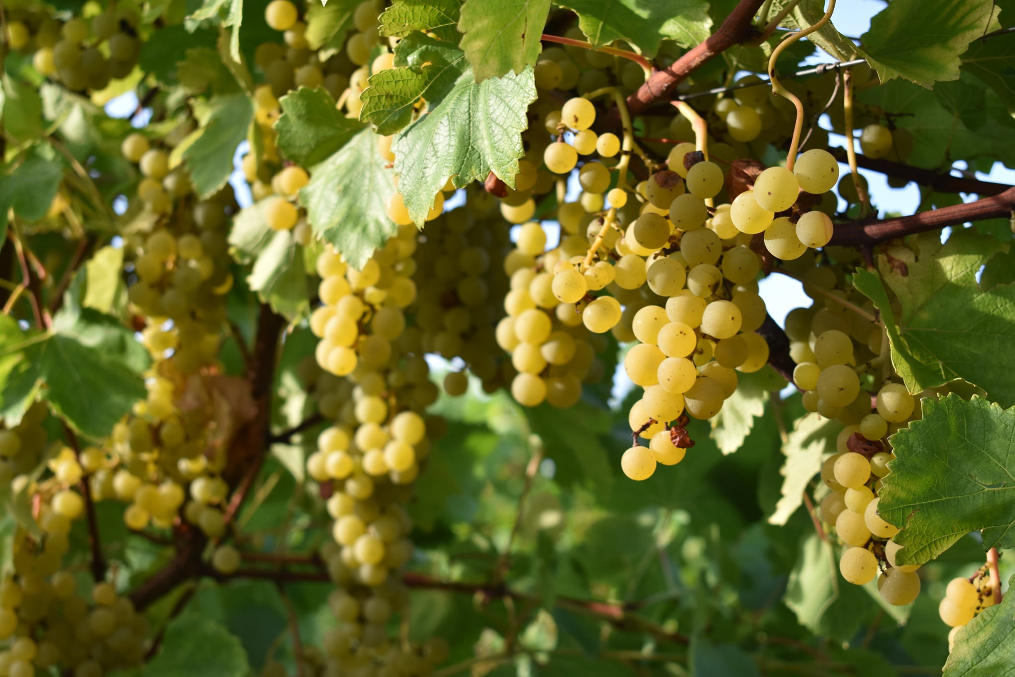 Descarado Winery - Fantastic Wine Tasting Experience at Descarado ...