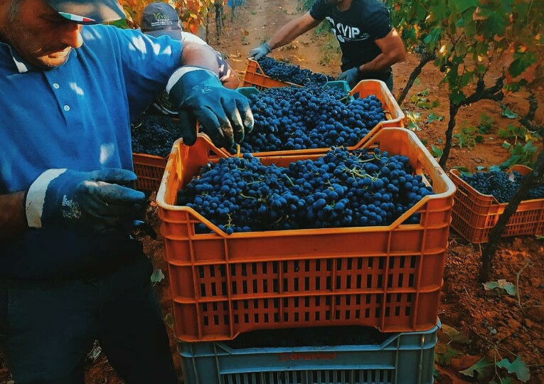 Your 2022 guide to Puglia wine region | Winetourism.com