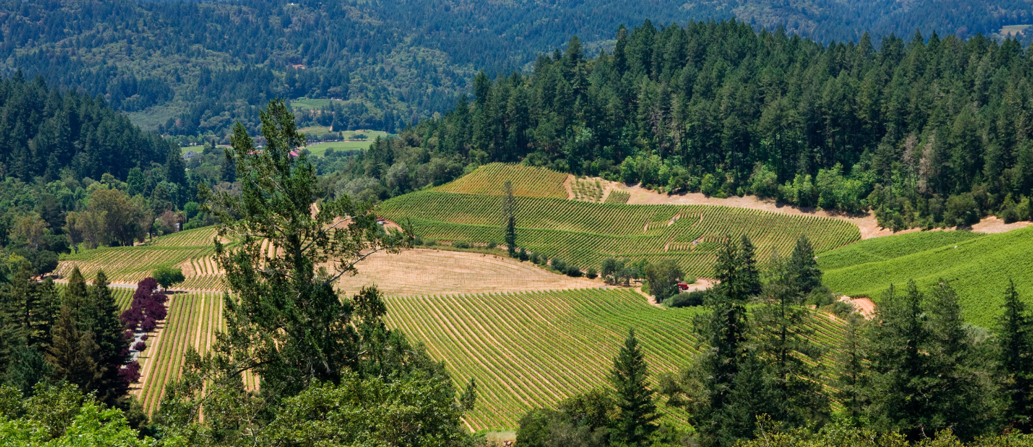 Vinos de Napa Valley 2026 | Guía de Bodegas y Viajes WineTourism.com