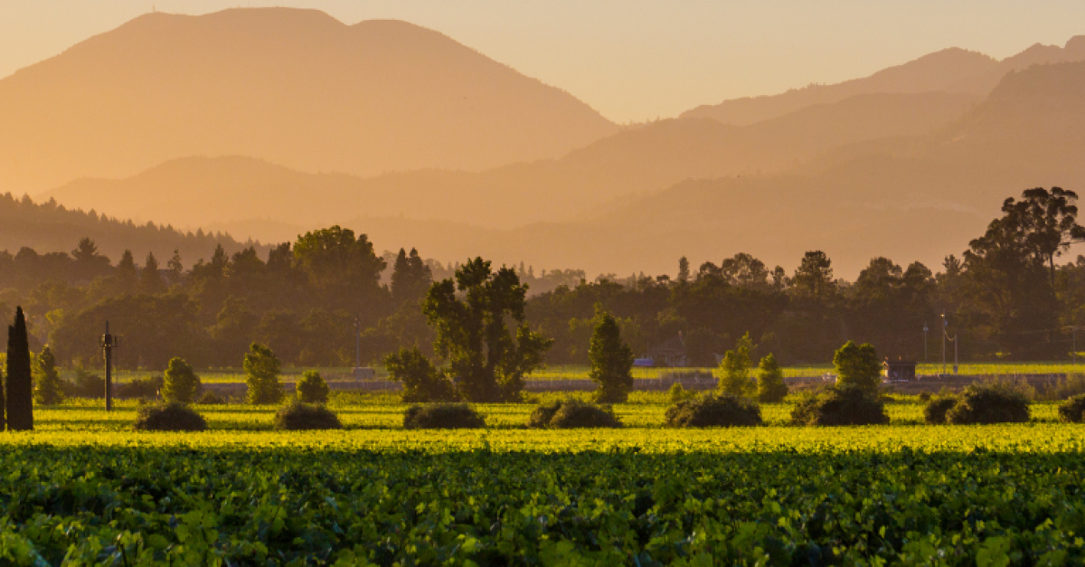 Napa Valley Wines 2026 | Wineries & Travel Guide WineTourism.com