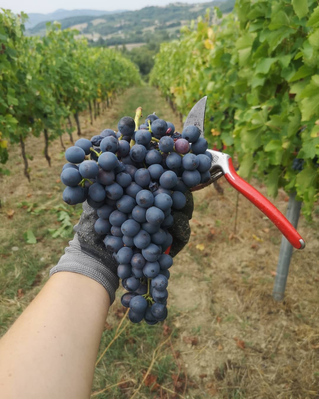 Poggio Maiolo - Winery in Umbria | Winetourism.com