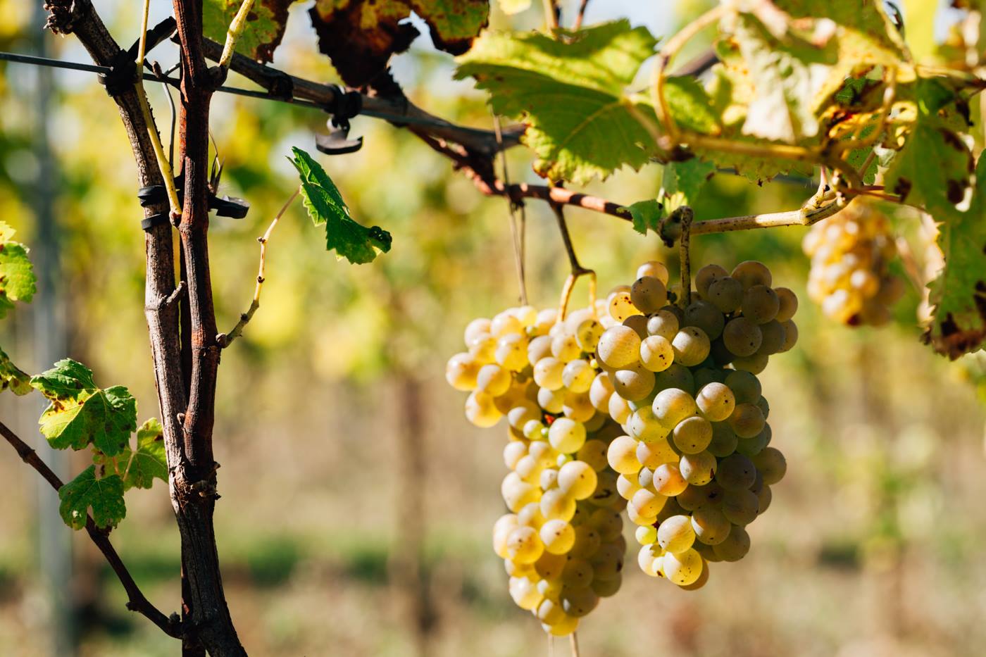 Poggio Maiolo - Winery in Umbria | Winetourism.com