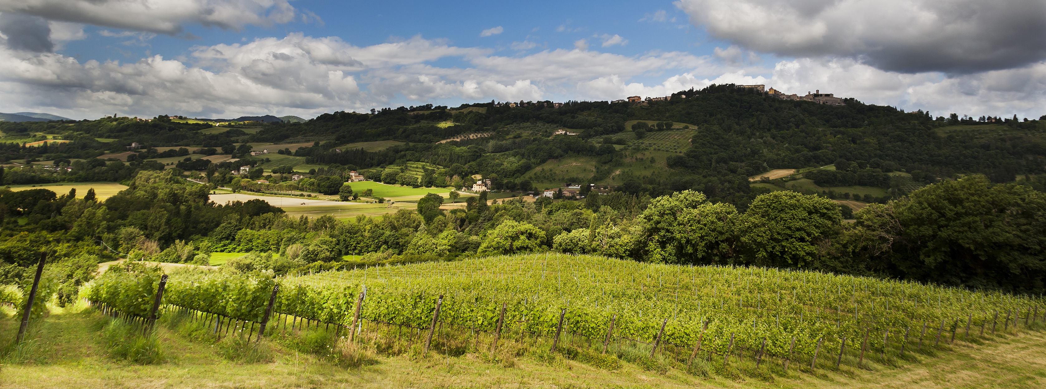 Poggio Maiolo - Winery in Umbria | Winetourism.com