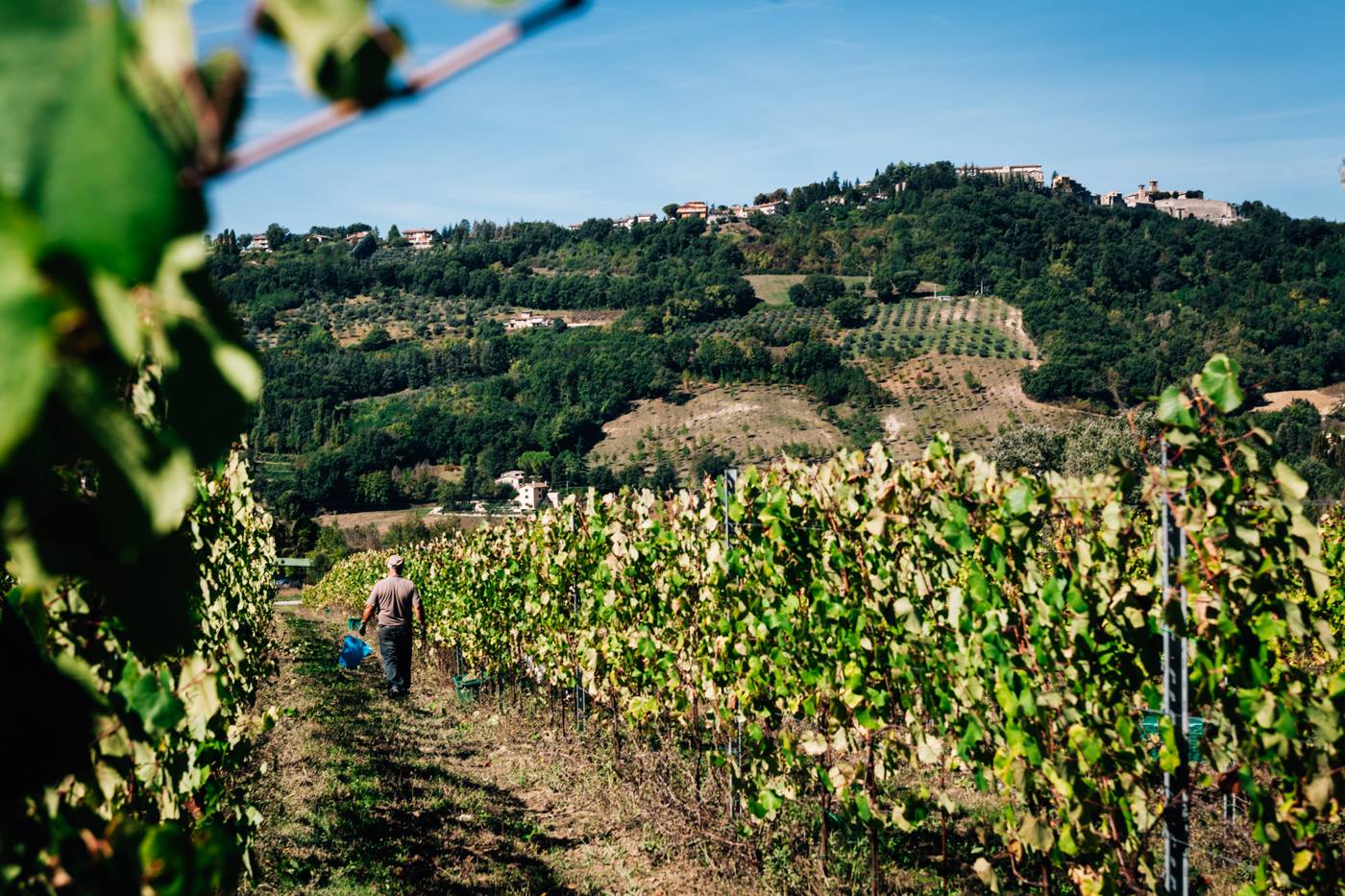 Poggio Maiolo - Winery in Umbria | Winetourism.com