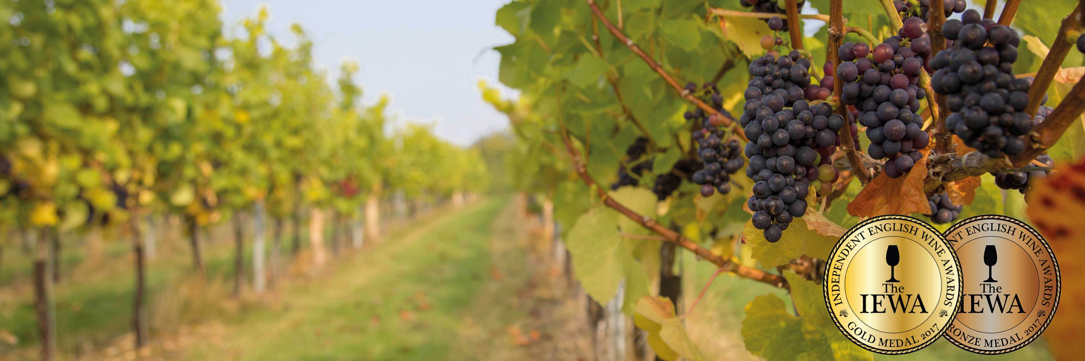 Tuffon Hall Vineyard - Visit and Tasting at Tuffon Hall Vineyard in ...