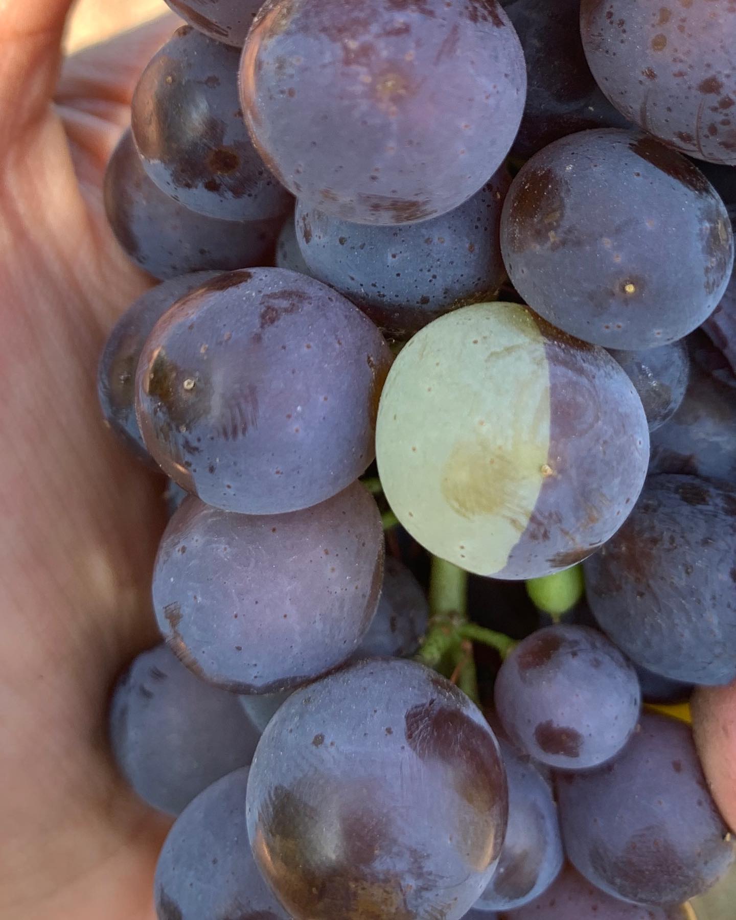 Weingut Gehring - Winery in Rheinhessen | Winetourism.com