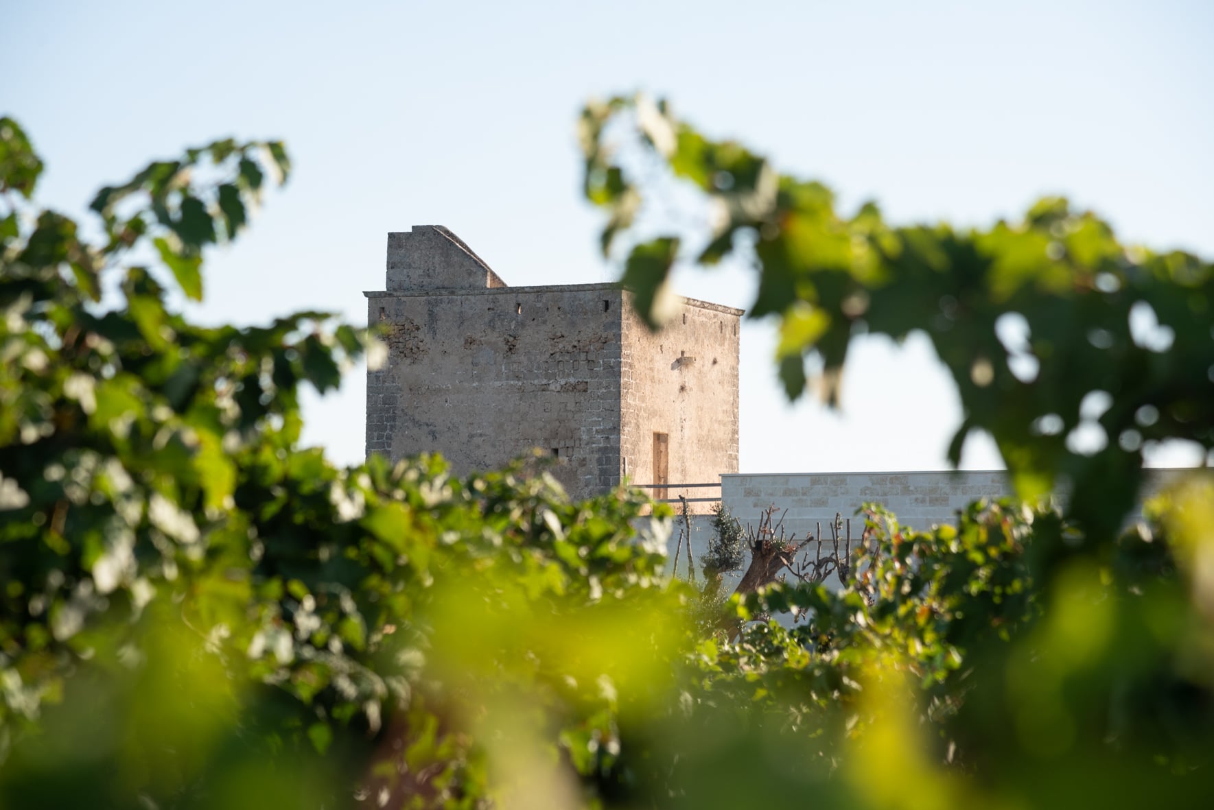 Del Salento - The two kings of Salento in Puglia | Winetourism.com