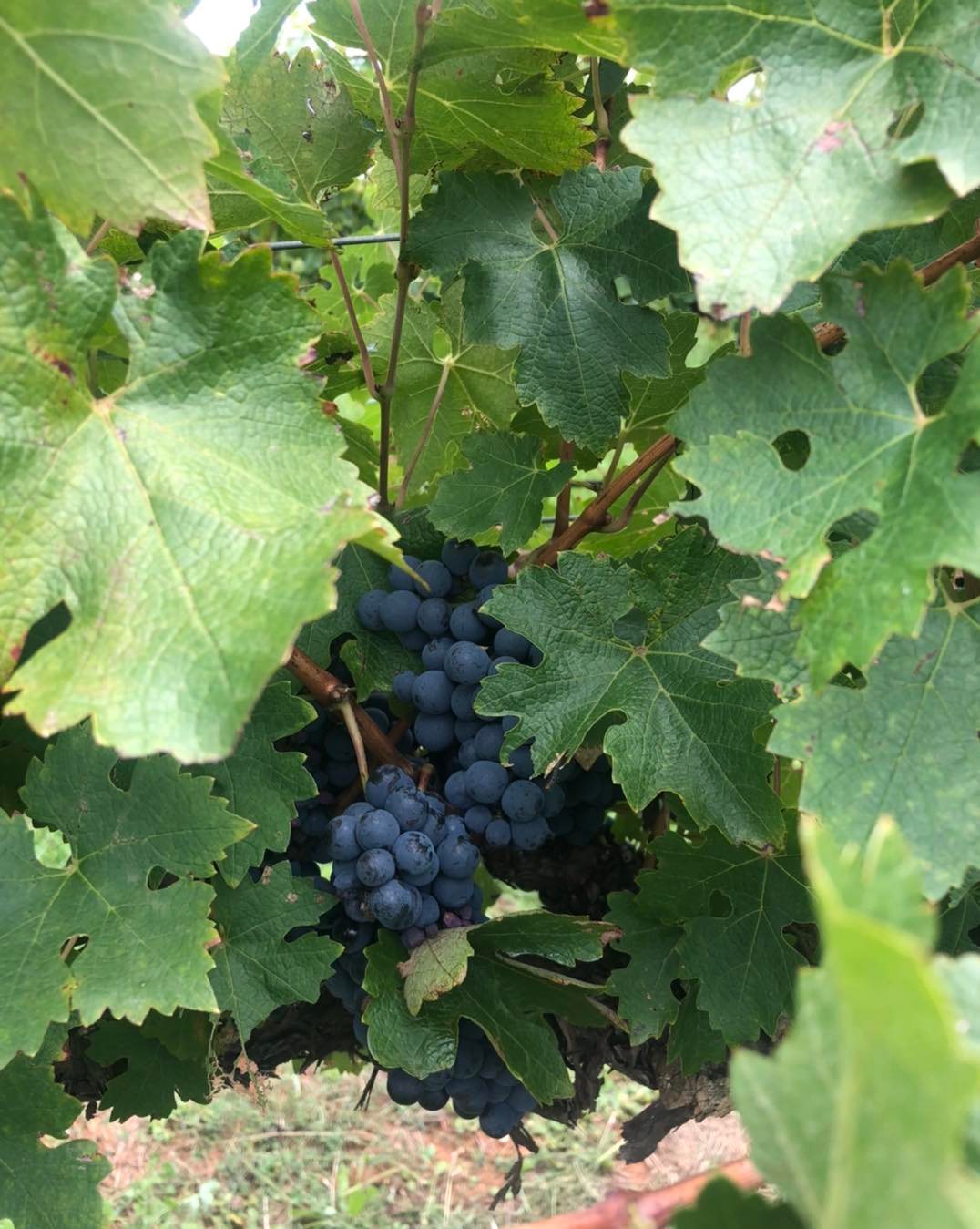 Leogate Estate Wines - Visit and Tour around Leogate Estate Villas in ...