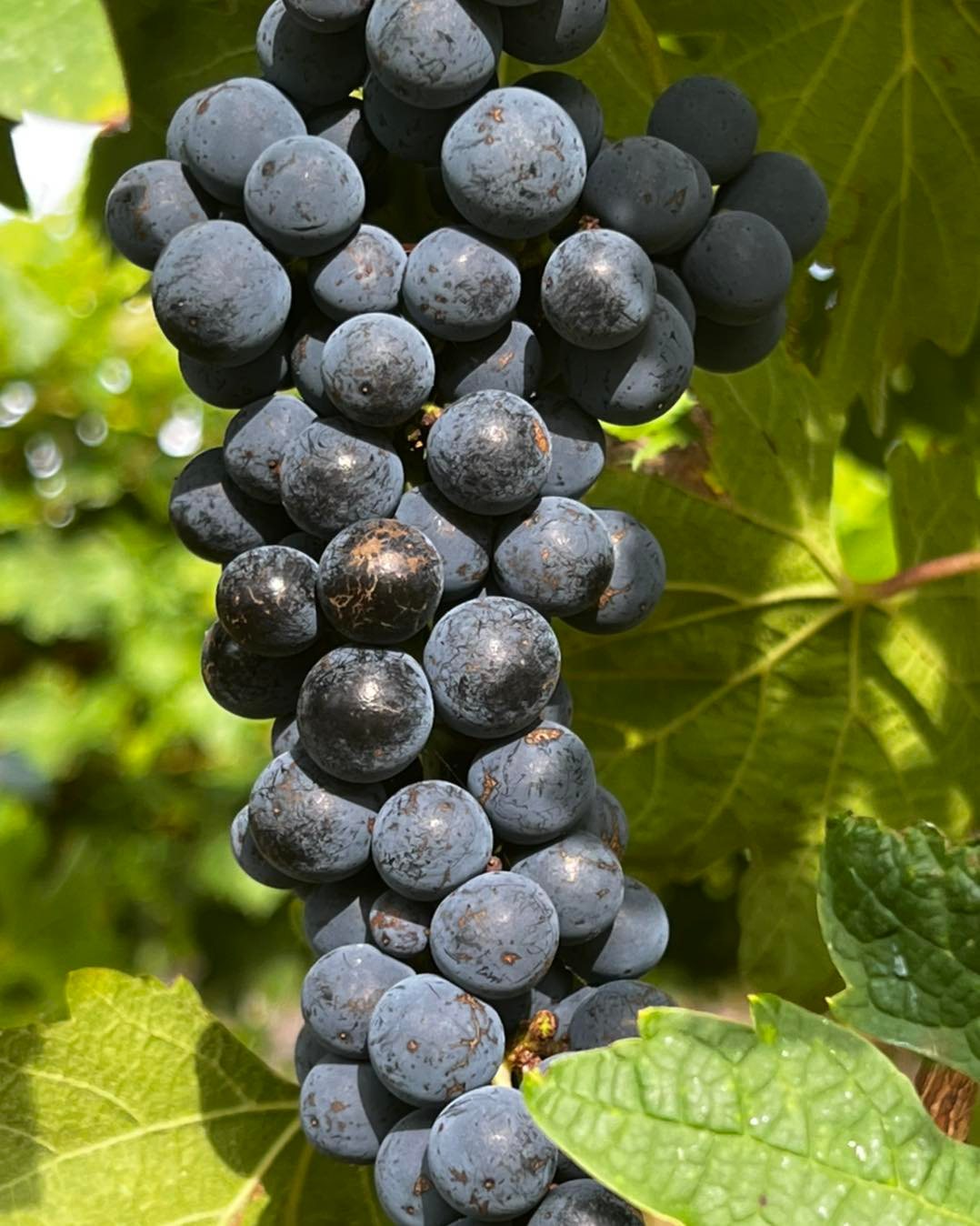 Skim Stone Wines - Winery in New South Wales | Winetourism.com