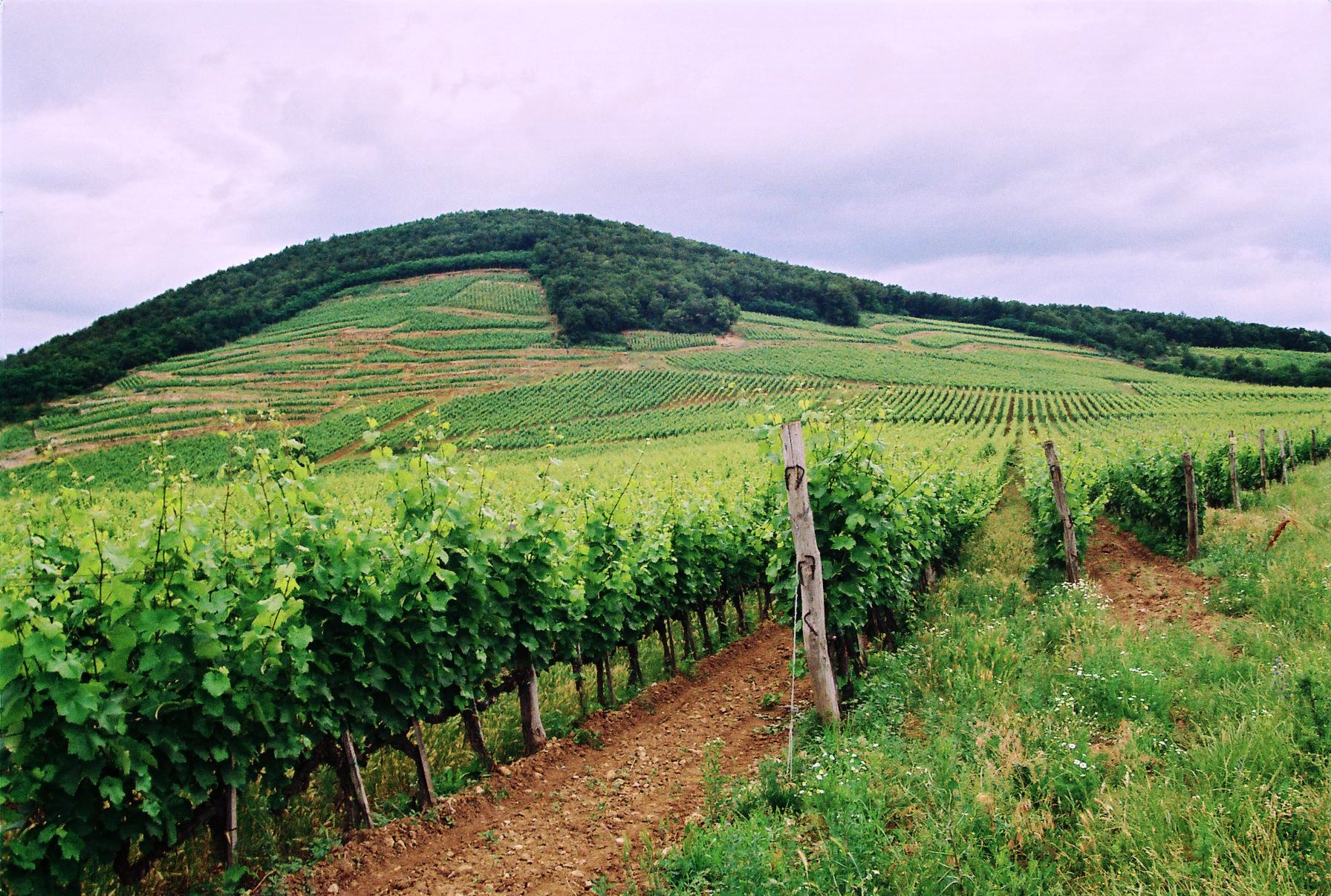 Private Custom Tokaj Wine Tour - Guided Wine Tour in Tokaj ...