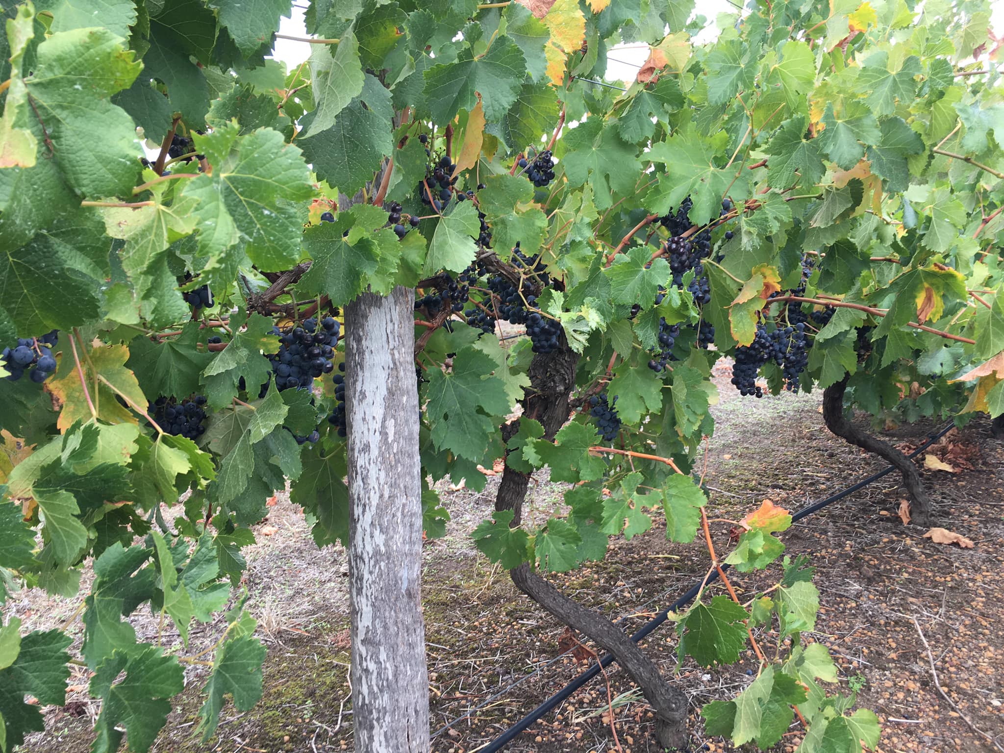 Trevelen Farm - Winery in Western Australia | Winetourism.com