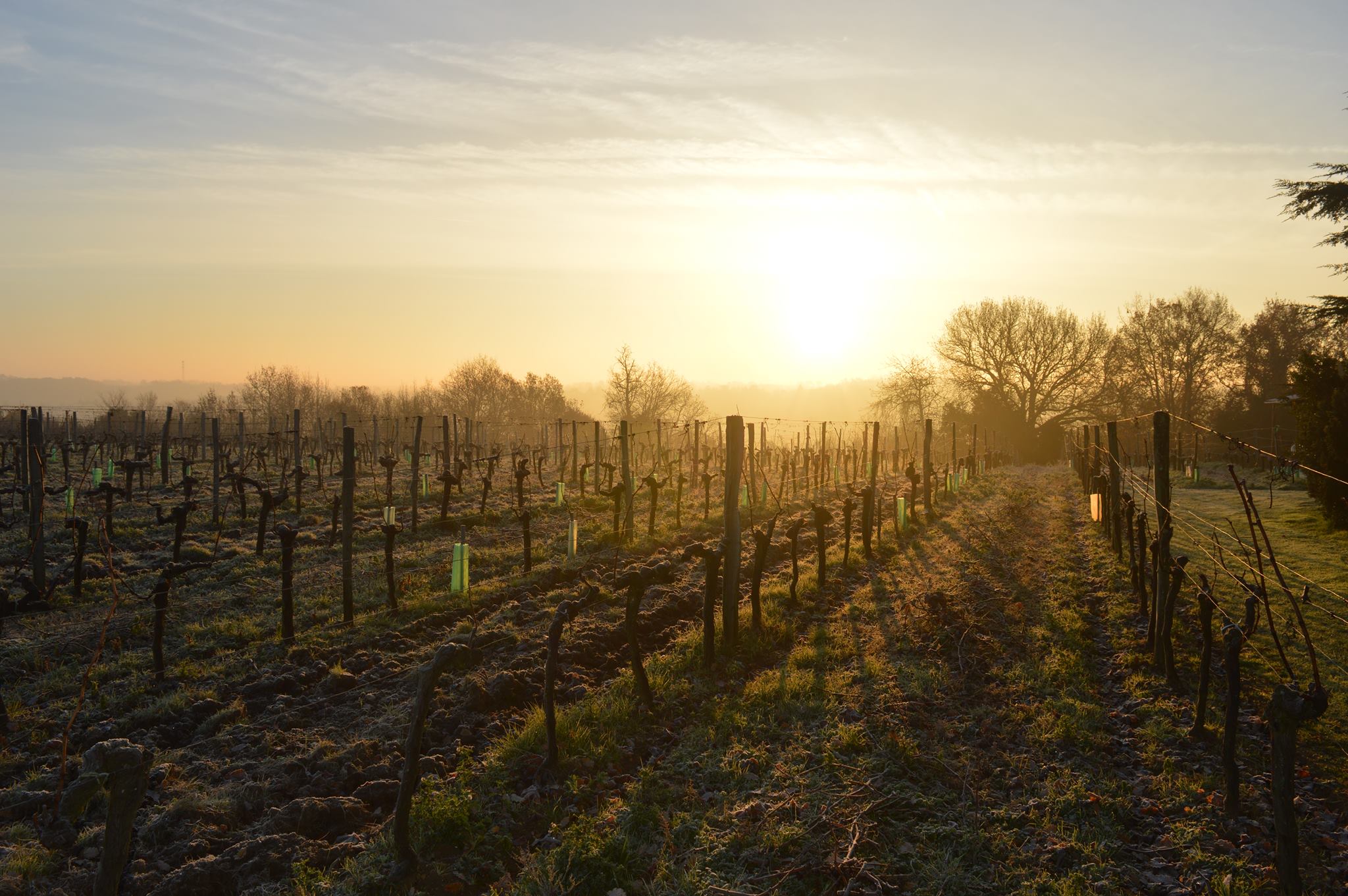 Vignobles Barreau - Wine Tasting and Visits at Vignobles Barreau in ...