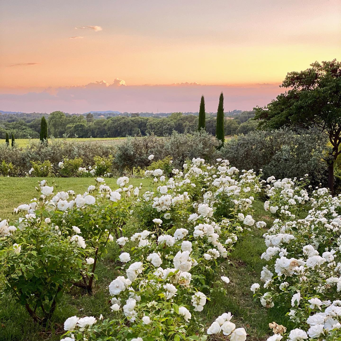 Château Constantin - Winery in Provence | Winetourism.com