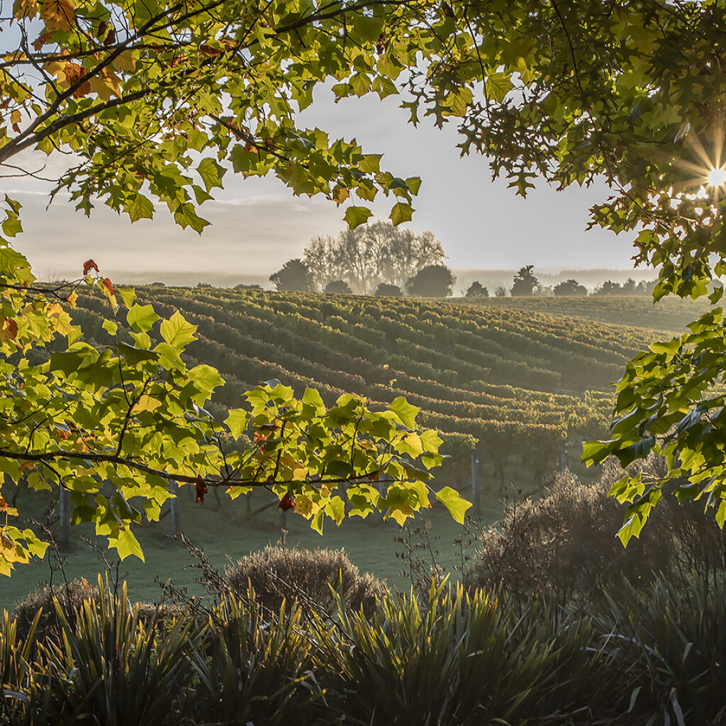 Westbrook Winery New Zealand - Winery in Auckland | Winetourism.com