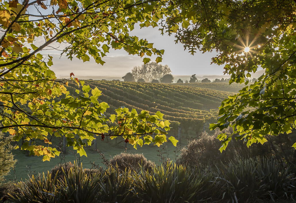 Your 2023 guide to Auckland region | Winetourism.com