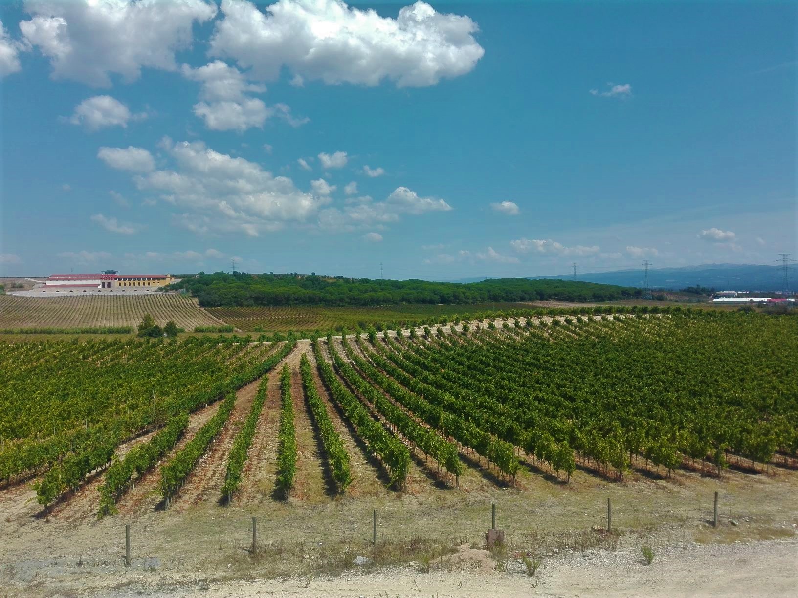 Xavier - Local wine Guide in Bairrada (Beira Atlântico) | WineTourism.com