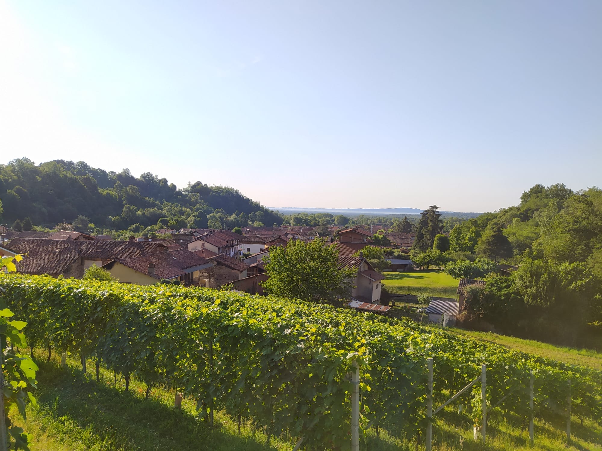 Le Masche - Visit Cellar, Vineyard, and Taste DOC wines at Le Masche in ...