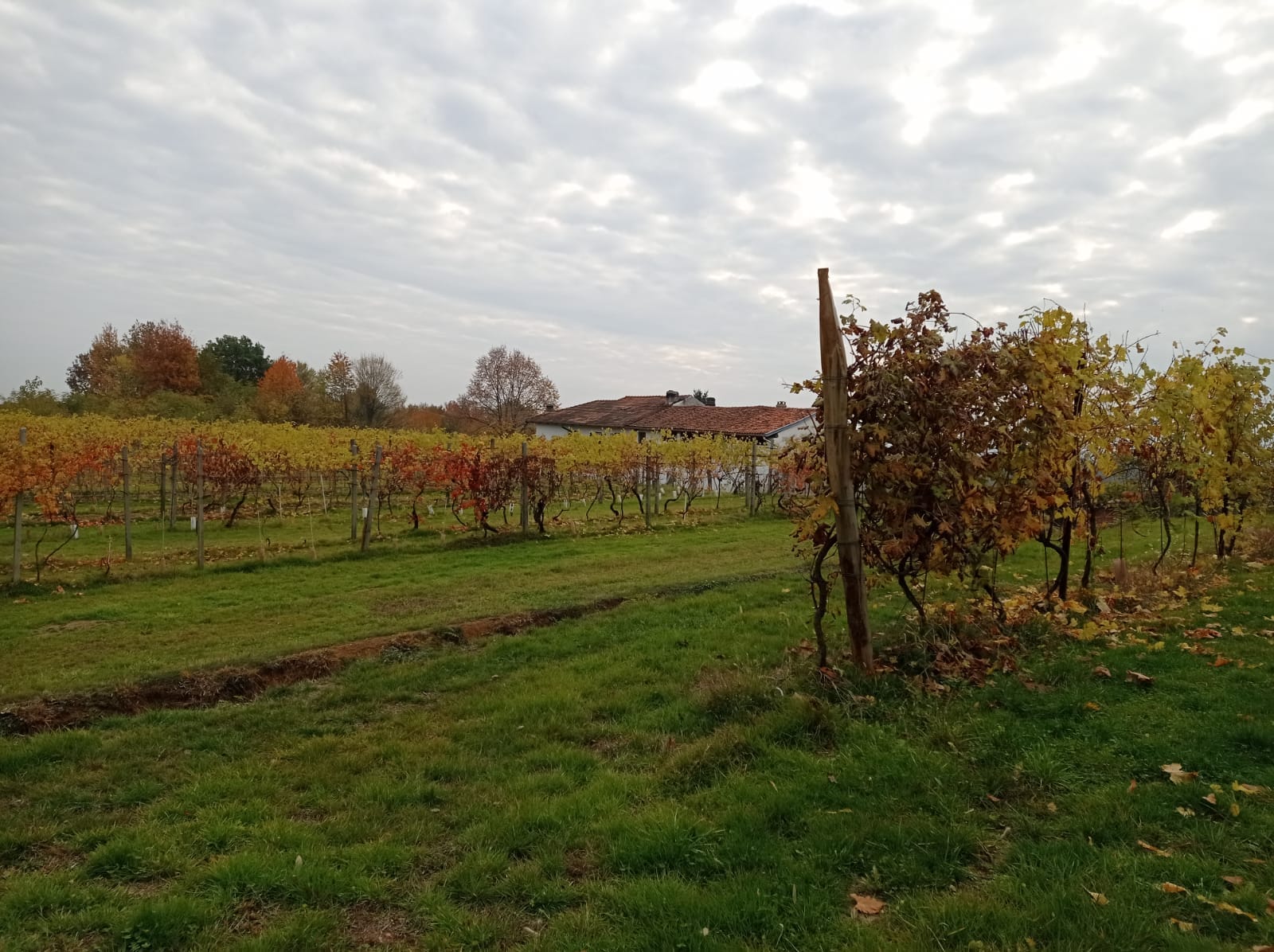 Le Masche - Visit Cellar, Vineyard, and Taste DOC wines at Le Masche in ...