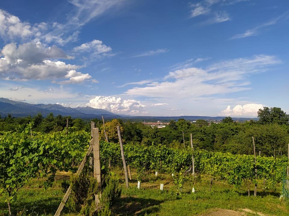 Le Masche - Visit Cellar, Vineyard, and Taste DOC wines at Le Masche in ...