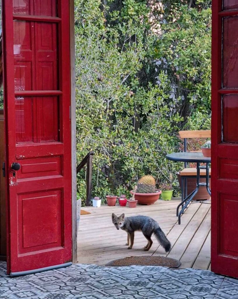 Narbona Wines - Wine Tasting & Tour in Aconcagua | Winetourism.com
