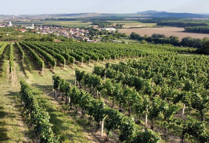 Obelisk Winery - Wine Tasting at Obelisk Winery in Moravia ...